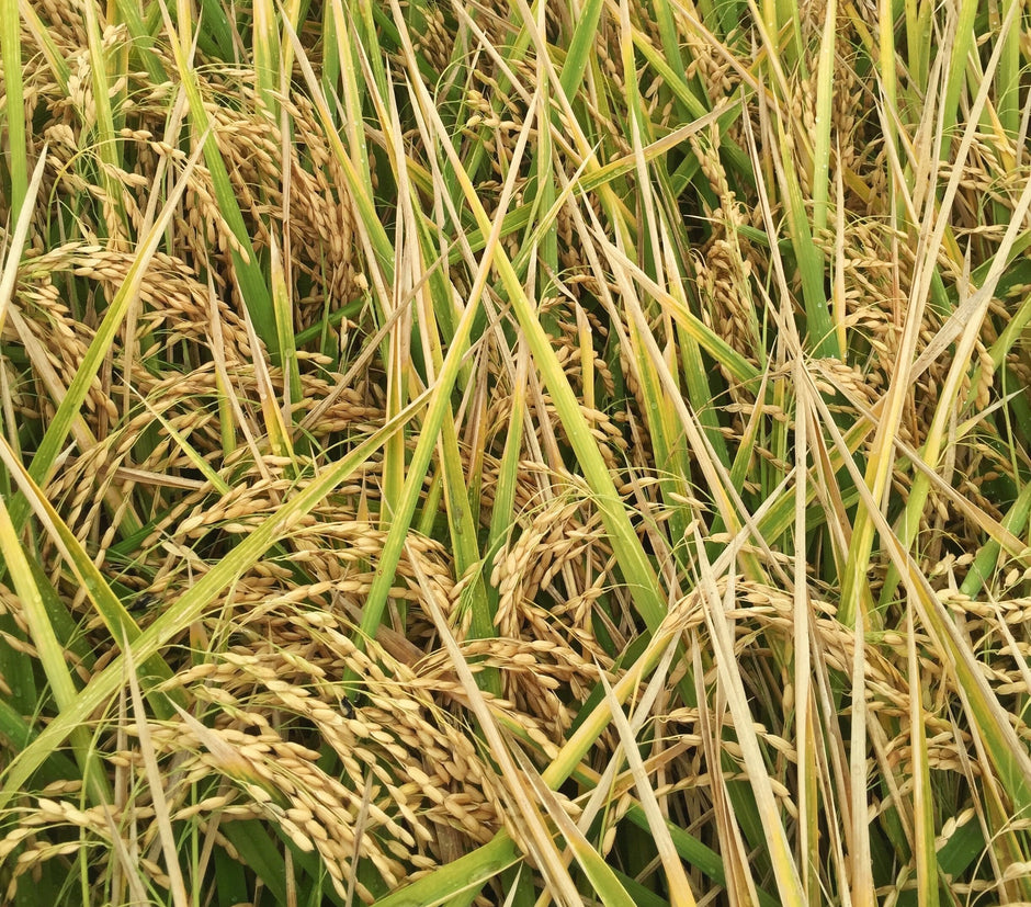 Bulk Bag of Chico Rice California Japonica (18 lbs)